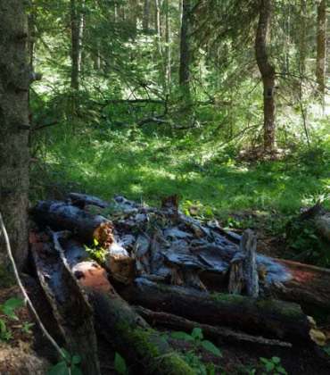 Salt Lick For Deer: Why Does it Attract Deer?