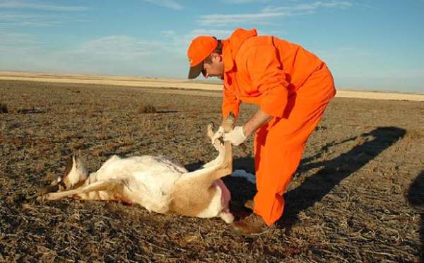 Field Dressing - North American Deer Hunter