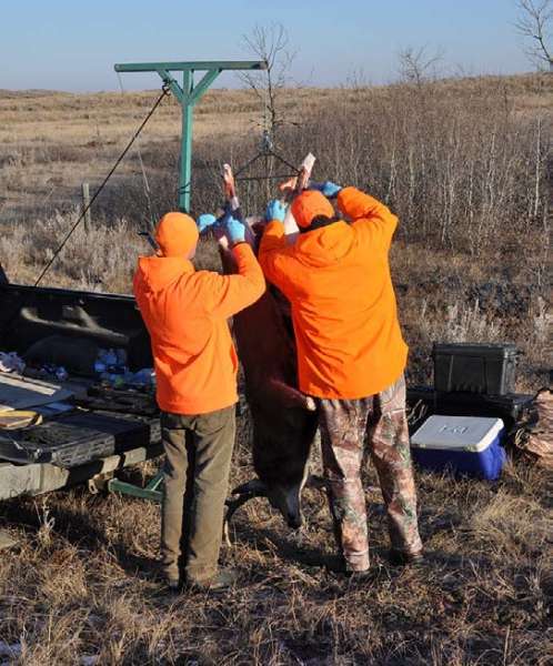 Field Dressing - North American Deer Hunter