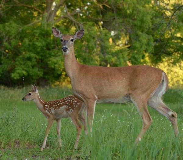 How to Make a Deer Mineral Site and Why You Should - North American ...