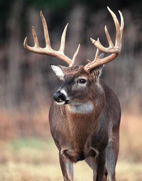 How to Make a Deer Mineral Site and Why You Should - North American ...