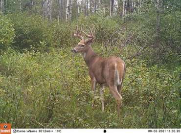 When is Deer Rutting Season? Timing Deer Rut in 2025