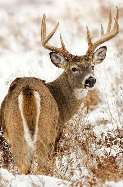Backwoods Biology - North American Deer Hunter
