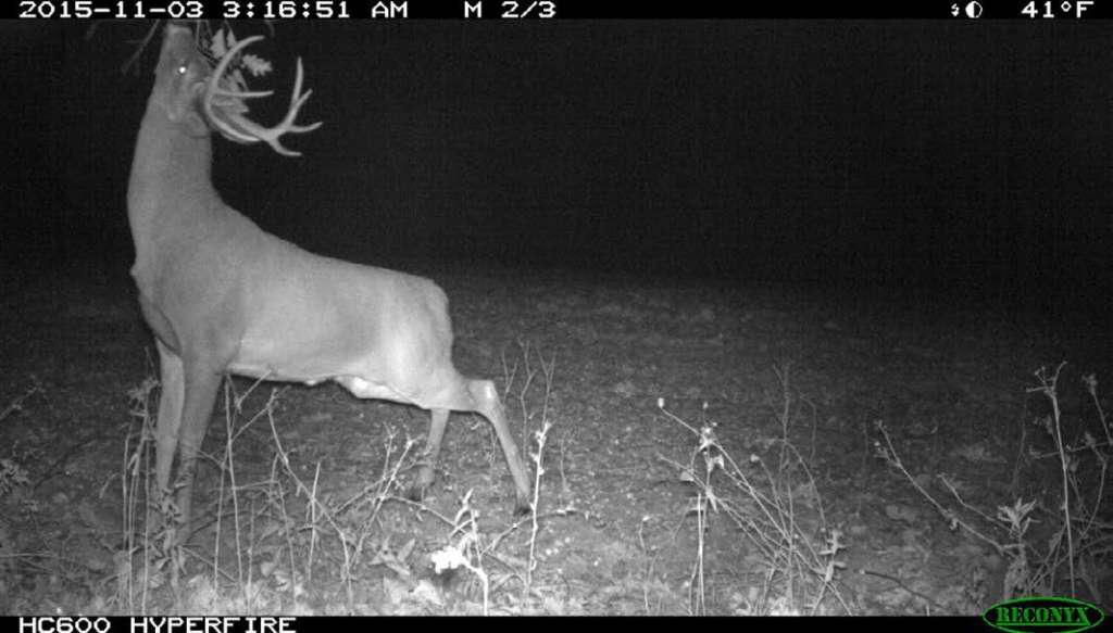 Building Mock Scrapes - North American Deer Hunter