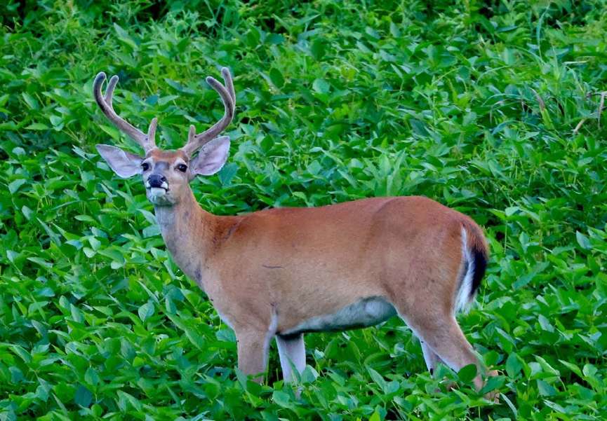 Discover Mature Buck Personalities - North American Deer Hunter