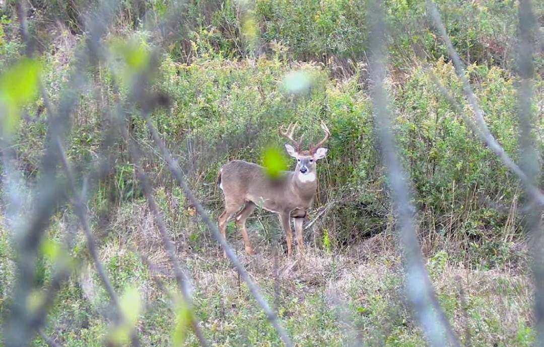Discover Mature Buck Personalities - North American Deer Hunter