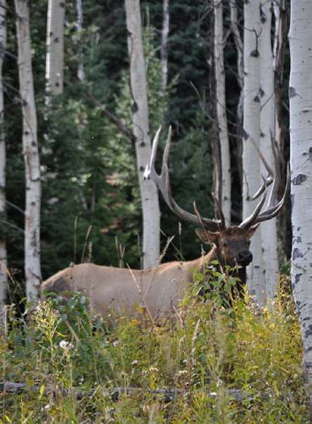 Highlights of Hunting Elk With Revolvers - North American Deer Hunter