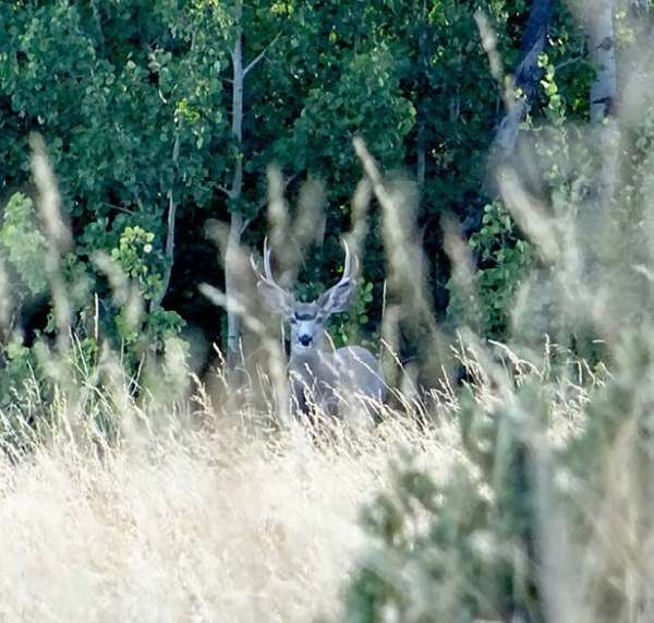 Getting The Jump On Mule Deer - North American Deer Hunter