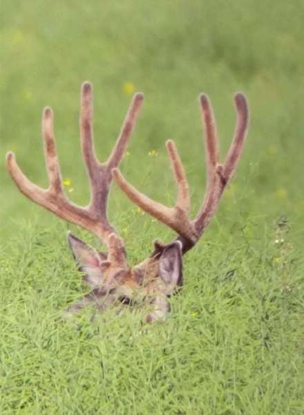 Getting The Jump On Mule Deer - North American Deer Hunter