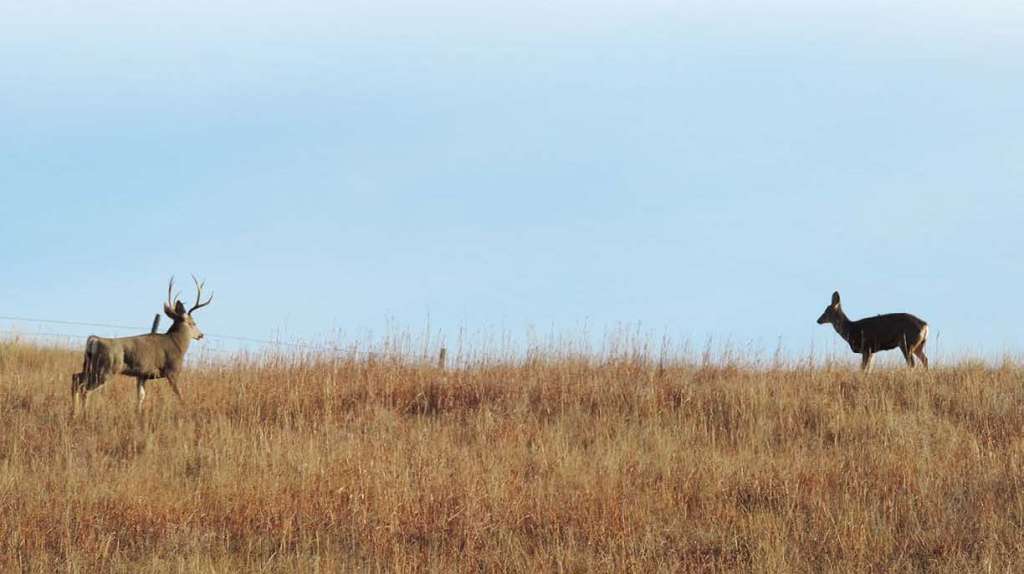 Aggressive Archery Tactics for Rutting Mule Deer - North American Deer ...