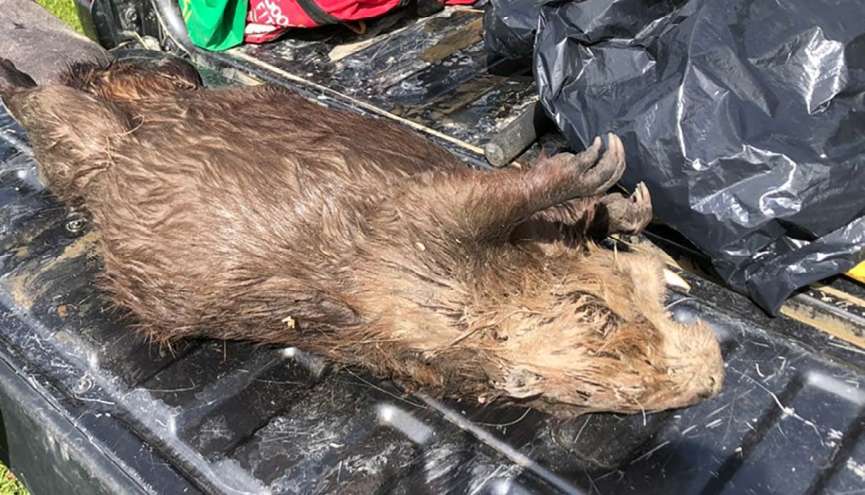 The Economics of Trapping - North American Deer Hunter