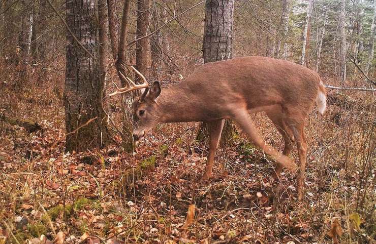 Deer Scrape vs Rub: How to Use Each to Your Advantage