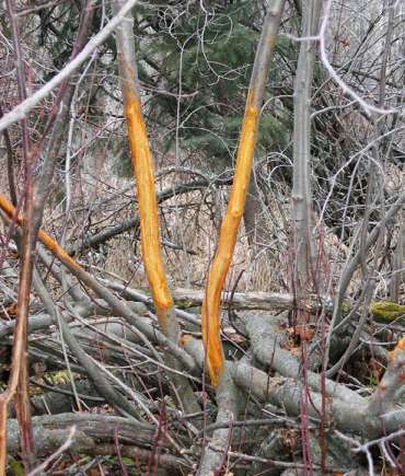 Deer Scrape vs Rub: How to Use Each to Your Advantage