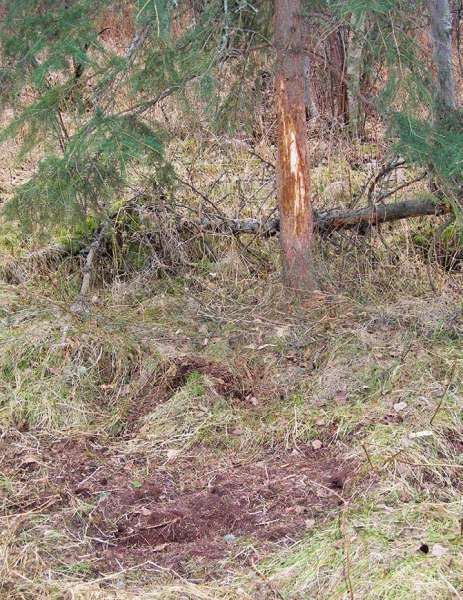 Deer Scrape vs Rub: How to Use Each to Your Advantage