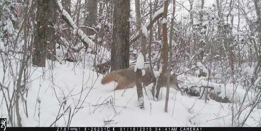 Snaring 101 - North American Deer Hunter