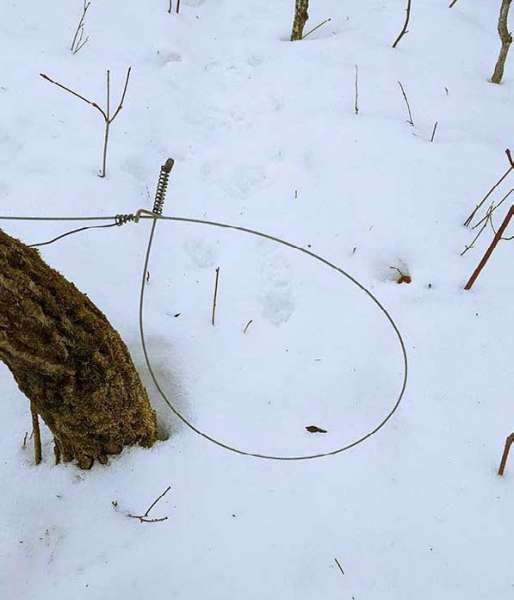 Snaring 101 - North American Deer Hunter