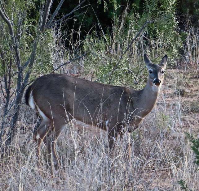 The Split-Eared Doe - North American Deer Hunter