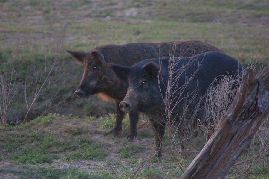 Texas Hog Hunting Means Lots of Options - North American Deer Hunter