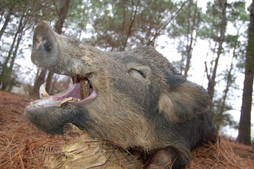 Texas Hog Hunting Means Lots of Options - North American Deer Hunter