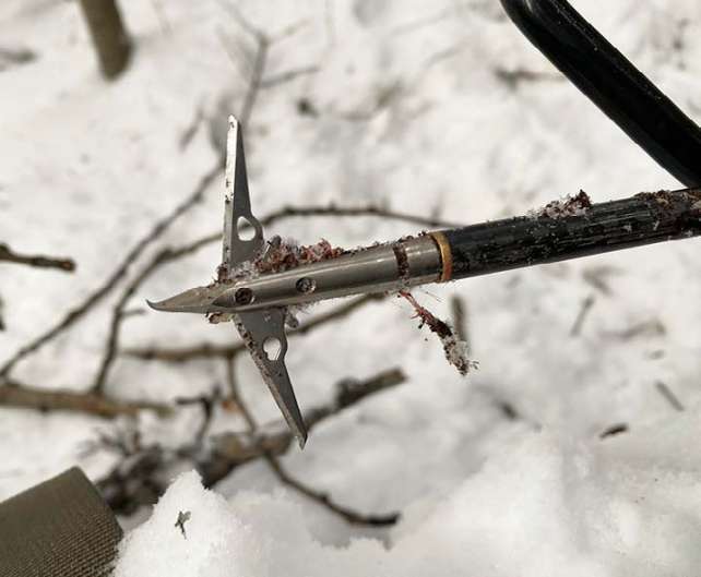 Cougar Hunt Know-How - North American Deer Hunter