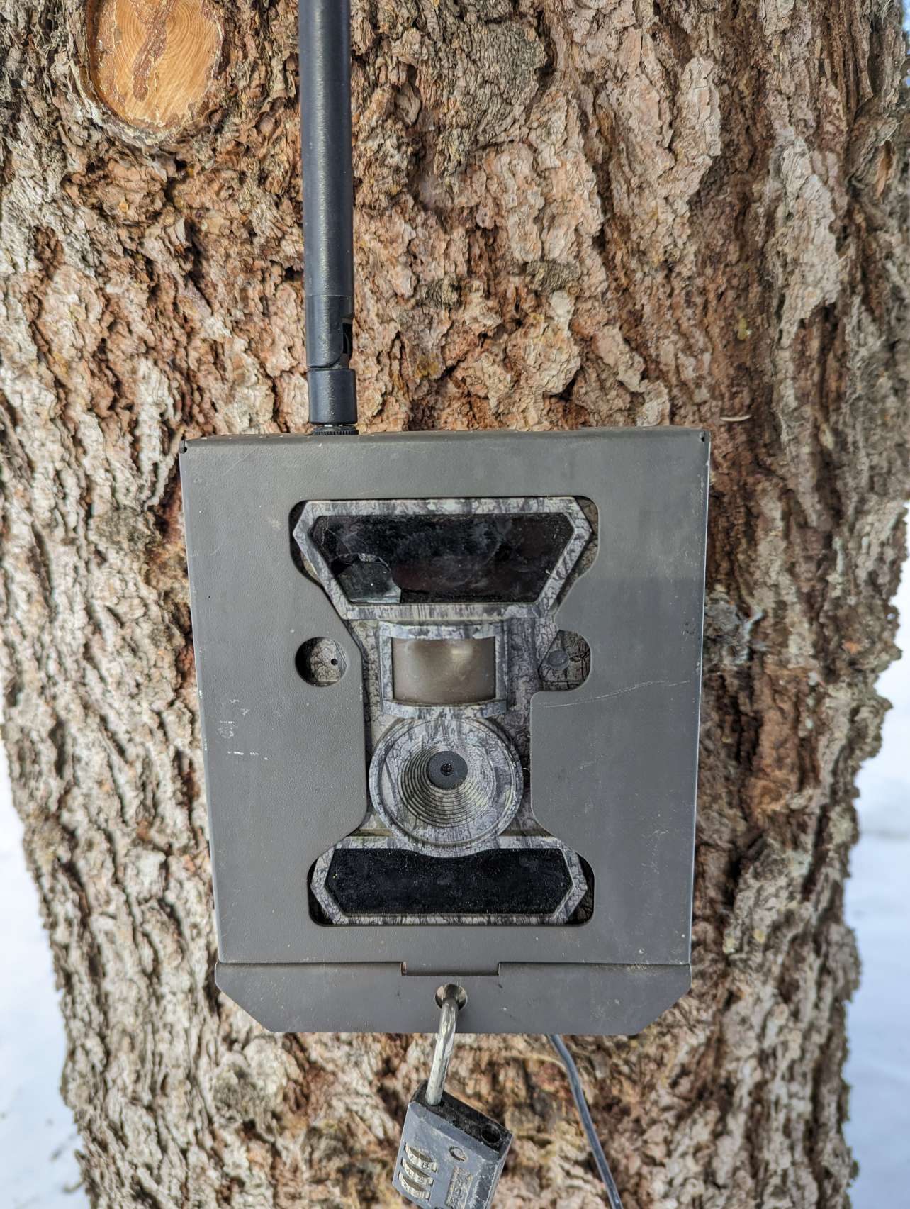How to Choose the Correct Trail Camera - North American Deer Hunter