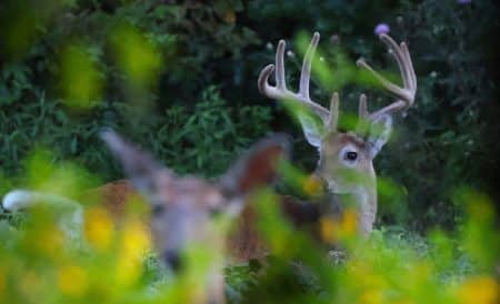 All About Deer Antlers - North American Deer Hunter