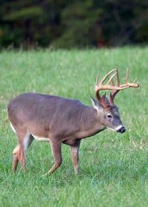 All About Deer Antlers - North American Deer Hunter