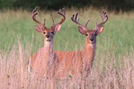 All About Deer Antlers - North American Deer Hunter