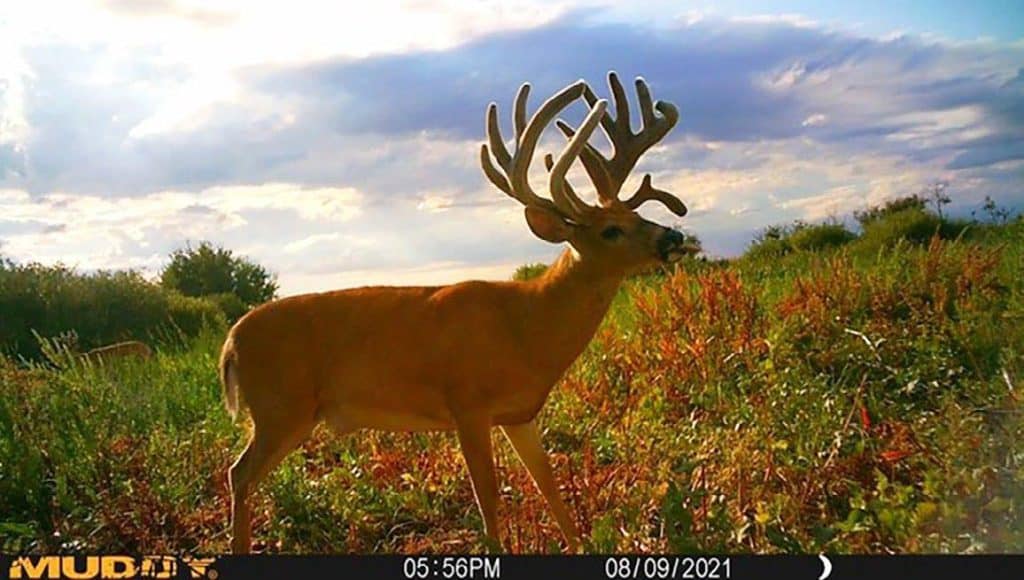 Canadian Bowhunter Gets Second Chance at Huge Whitetail - North ...