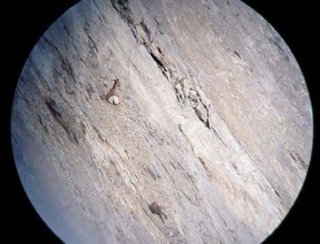 The Many Benefits of High-Tech Gear for Hunting - North American Deer ...