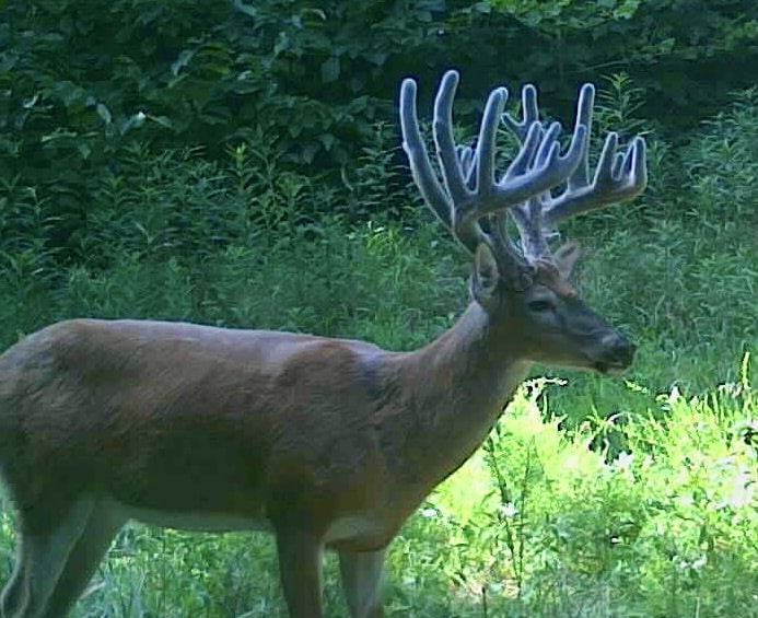 A Muzzleloader Monster from the Land of Oz - North American Deer Hunter