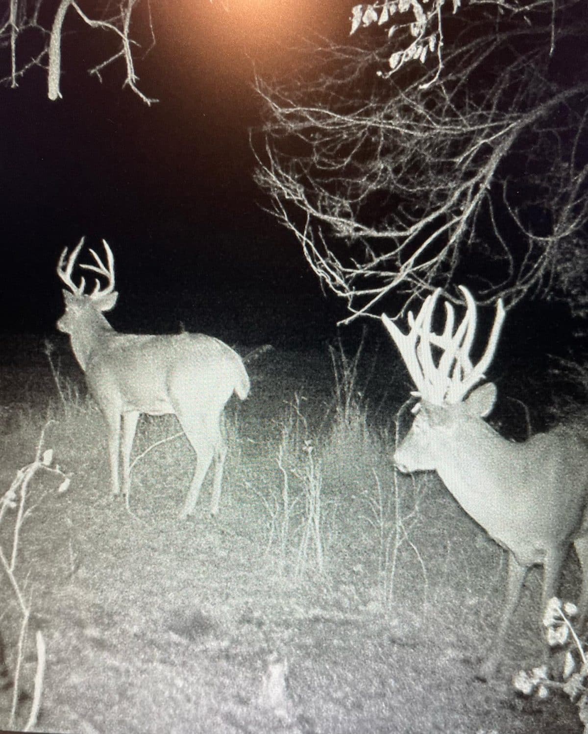 Bowhunter Stalks Huge Non-Typical Deer - North American Deer Hunter