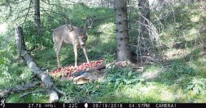 How to Score a Buck: A Guide to Whitetail Deer Scoring