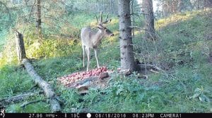 How to Score a Buck: A Guide to Whitetail Deer Scoring