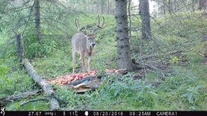 How to Score a Buck: A Guide to Whitetail Deer Scoring