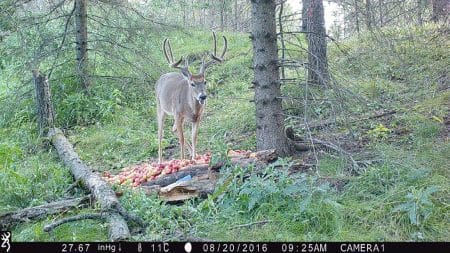 How to Score a Buck: A Guide to Whitetail Deer Scoring