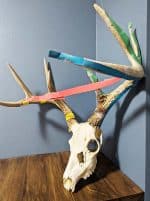 How to Score a Buck: A Guide to Whitetail Deer Scoring