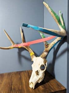 How to Score a Buck: A Guide to Whitetail Deer Scoring