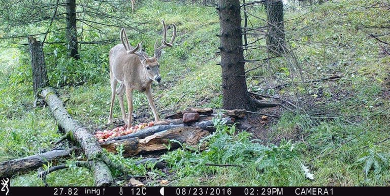 How to Score a Buck: A Guide to Whitetail Deer Scoring