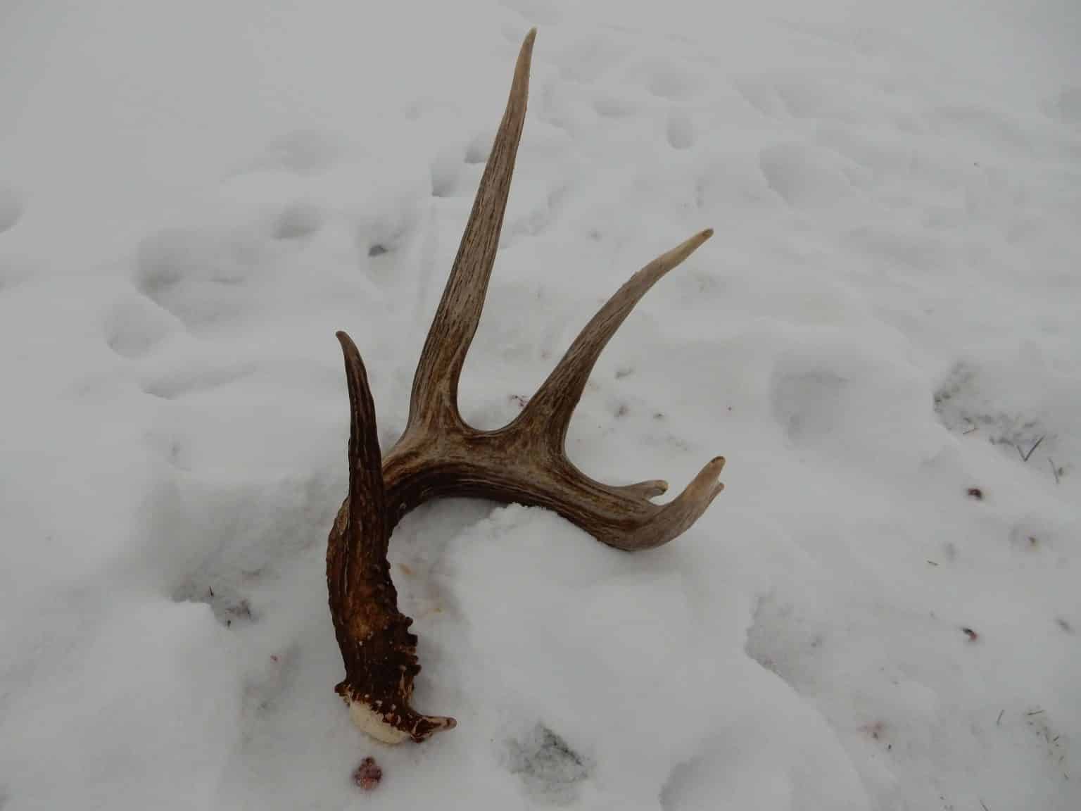 How to Rattle for Bucks in 2025: Step-by-Step Guide