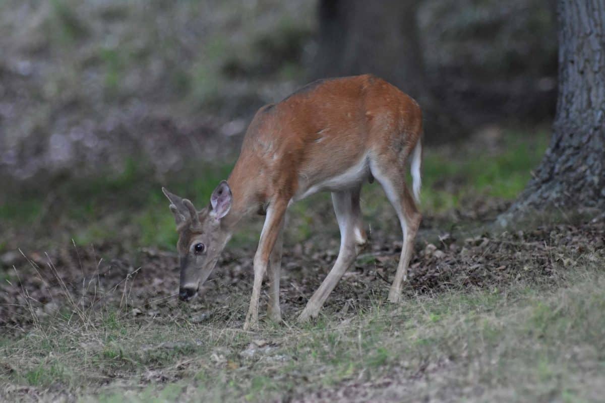 Understanding Deer Vision – Can They See Orange? - North American Deer ...