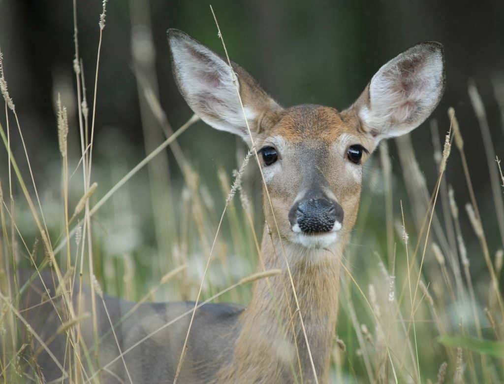 Understanding Deer Vision – Can They See Orange? - North American Deer ...