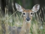Understanding Deer Vision – Can They See Orange? - North American Deer ...
