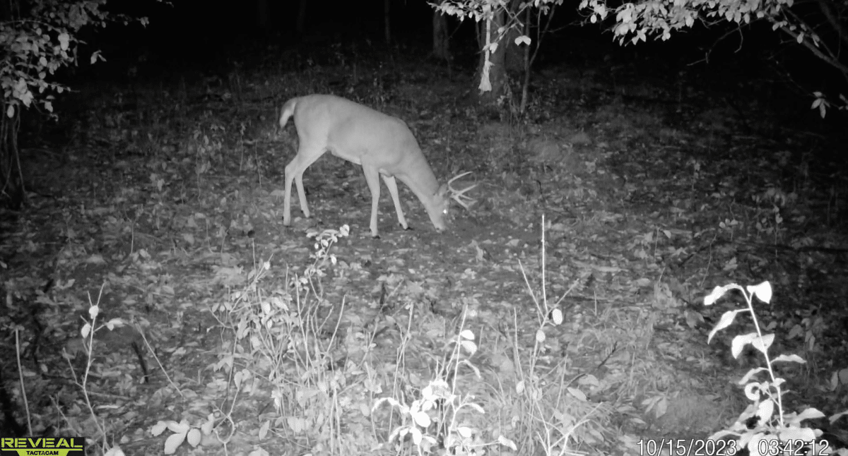 Pre-Rut Bucks | Rut Report Episode 6 - North American Deer Hunter