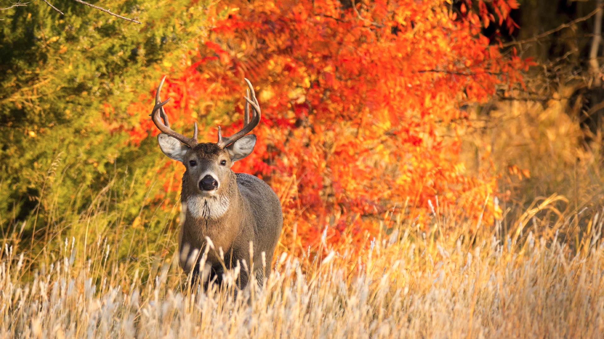 October Whitetail Hunting | Rut Report Episode 4 - North American Deer ...
