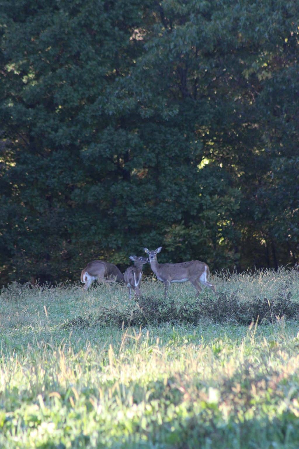 Five Deadly Rut Tactics - North American Deer Hunter