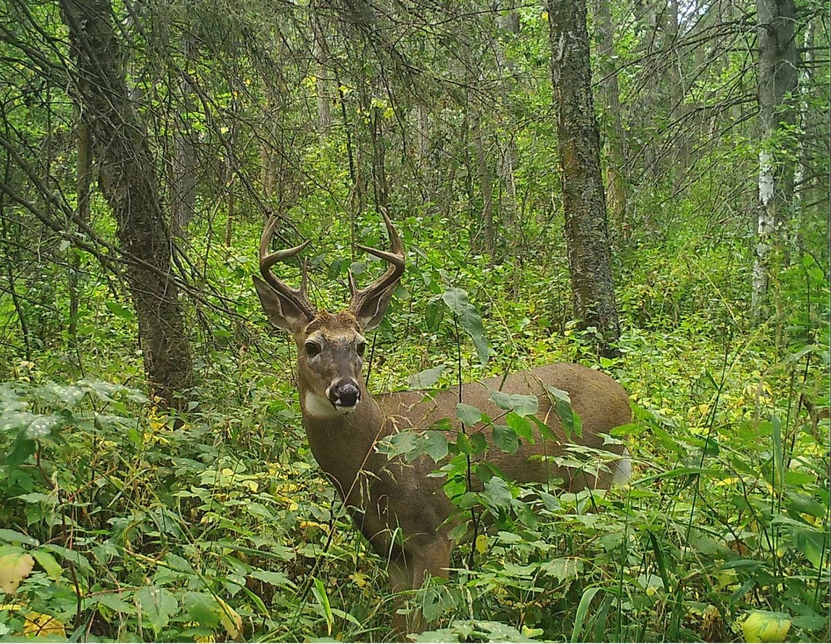 How to Age and Field Judge a Deer | NA Deer Hunter