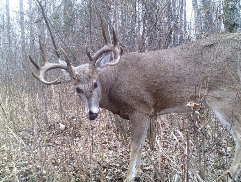 How to Age and Field Judge a Deer | NA Deer Hunter