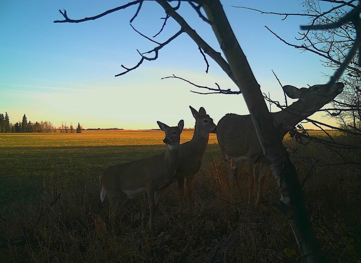 How to Age and Field Judge a Deer | NA Deer Hunter