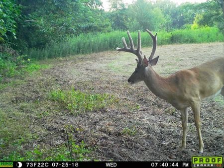 Whack Racks: Ugly Bucks Sometimes Grow Weird Antlers? - North American ...